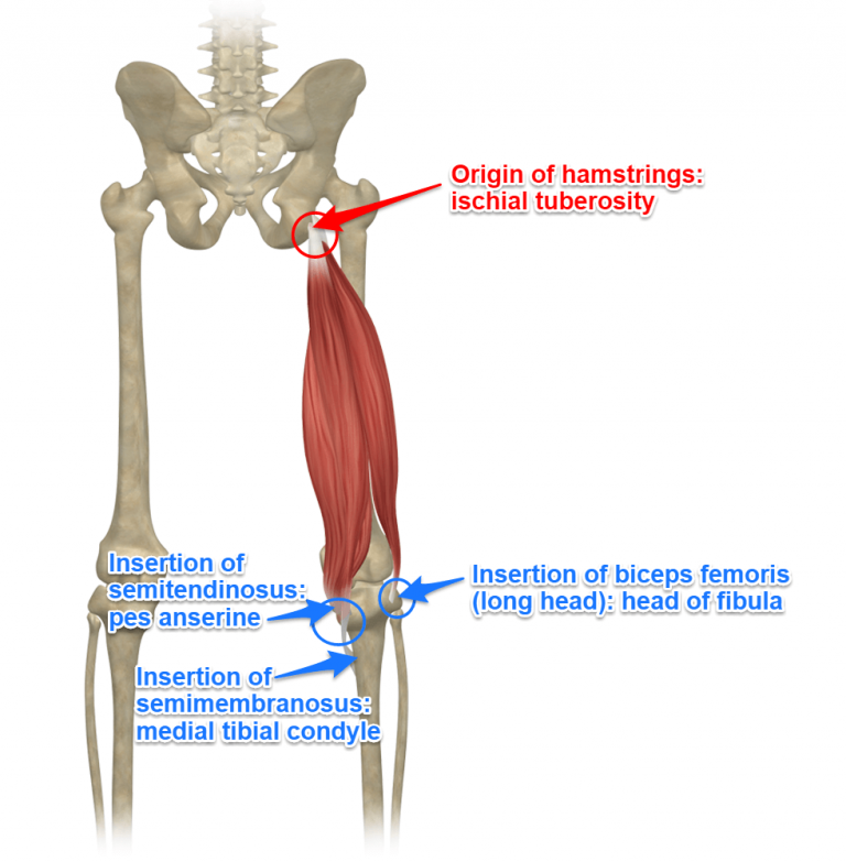 hamstrings-muscles-attachments - Biokineticist Andries Lodder | Bio4Me